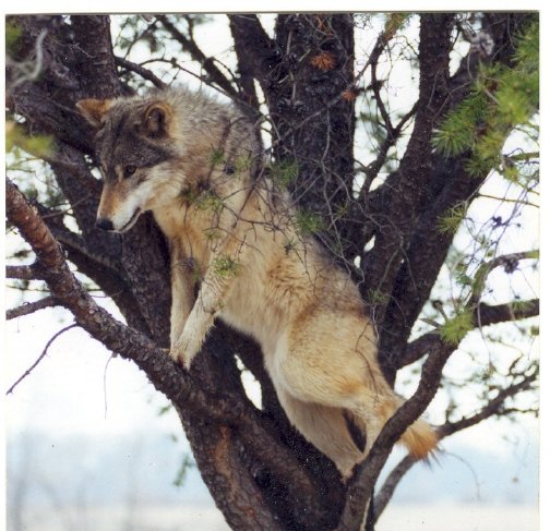 White Wolf : Yellowstone Wolves Help Trees Rebound, Study Says (Video)