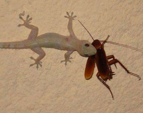 Los geckos que habitan nuestra casa son beneficiosos, Conócelos!