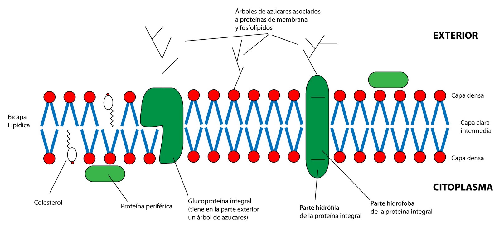 el moderno prometeo: Membranas celulares.