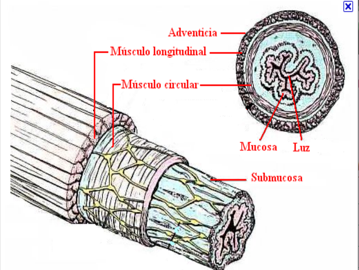 Cátedra de Fisiopatología por el Dr. Byron López: Esófago de barrett