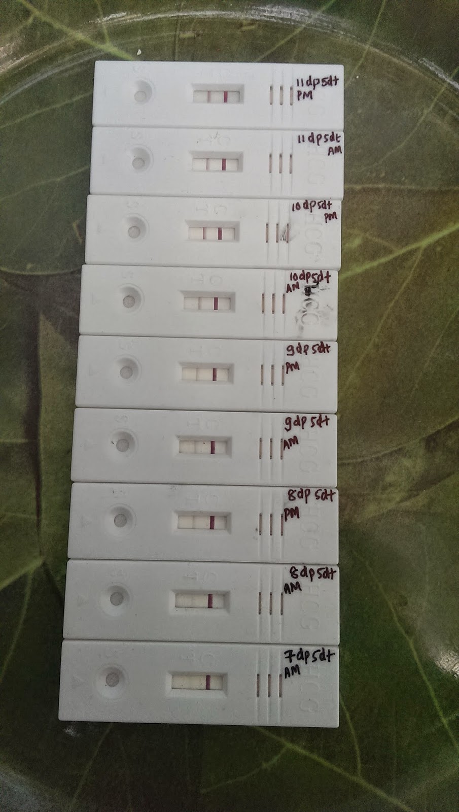 A Pursuit to Perpetuate My Genes: 7dp5dt - faintest line on hpt!