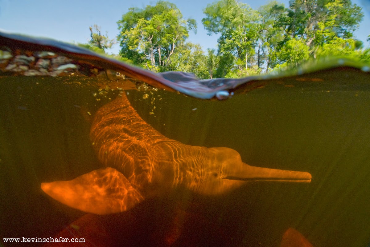 FRANCISSWIM - WATER SPORTS: BOTO COR DE ROSA