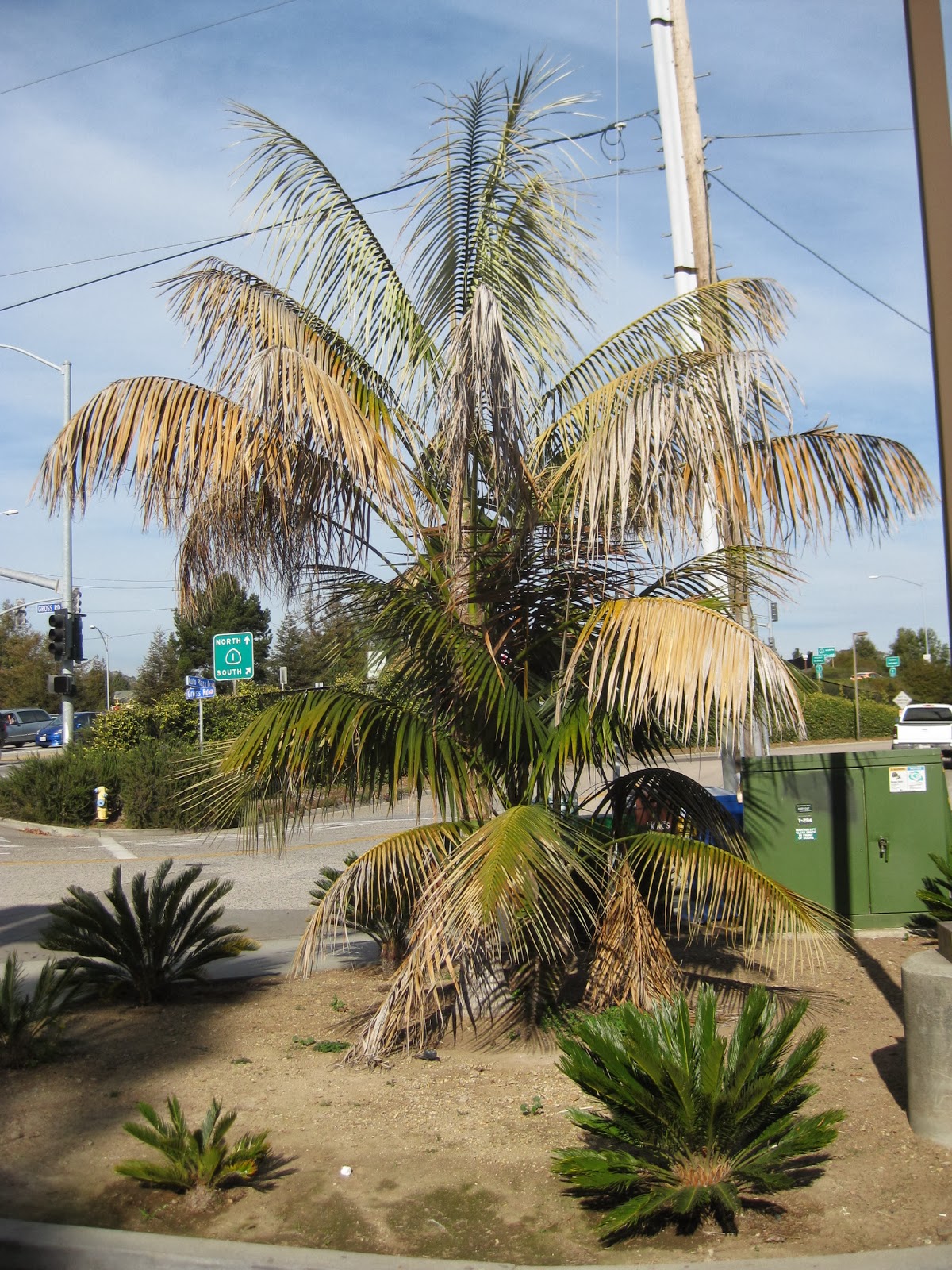 Trees of Santa Cruz County: Howea fosteriana - Kentia Palm