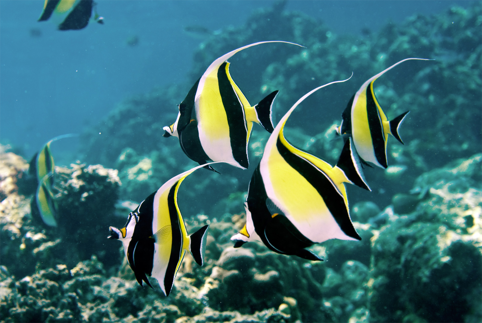 5 Most Beautiful Fish In The World - Travel