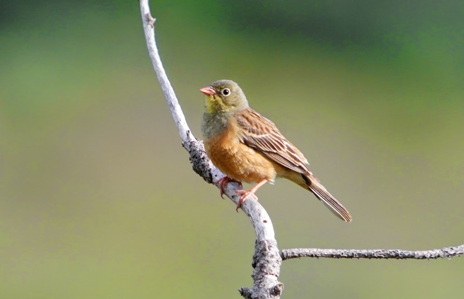 Aves y Fotografía de Naturaleza: Escribano Hortelano, Emberiza ...