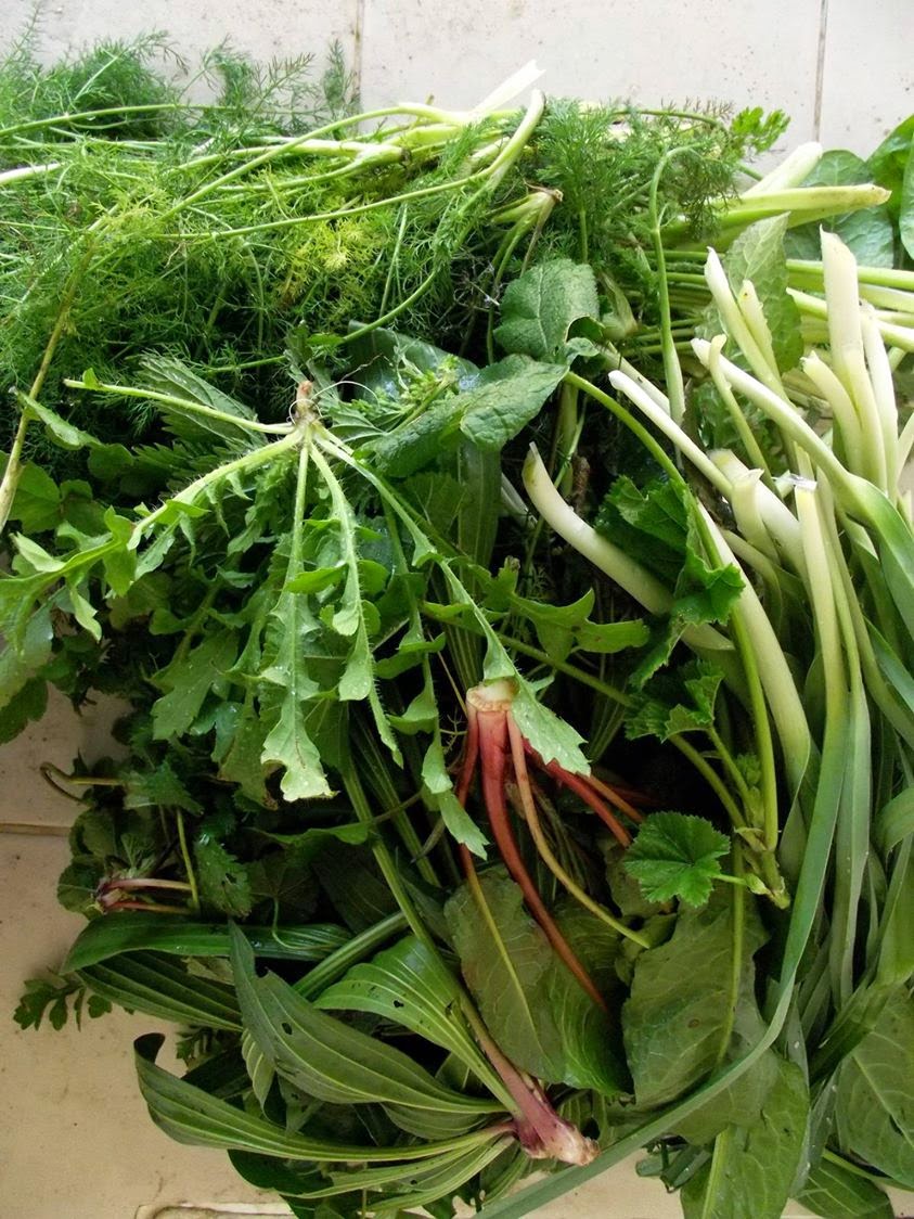 BAHCEMDEKİ SİHİR: SOFRAMIZDAKİ ŞİFALI OTLAR