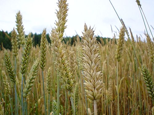 Branded: Wheat or Weed? The Parable of the Wheat and Tares