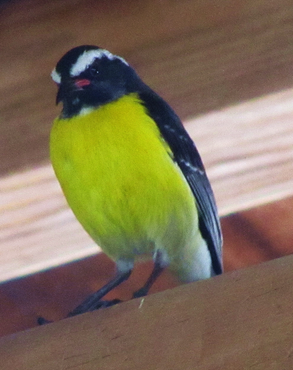 Hiking Curaçao - Flora and Fauna: Bananaquit - Geelbuikje - Barika Hel