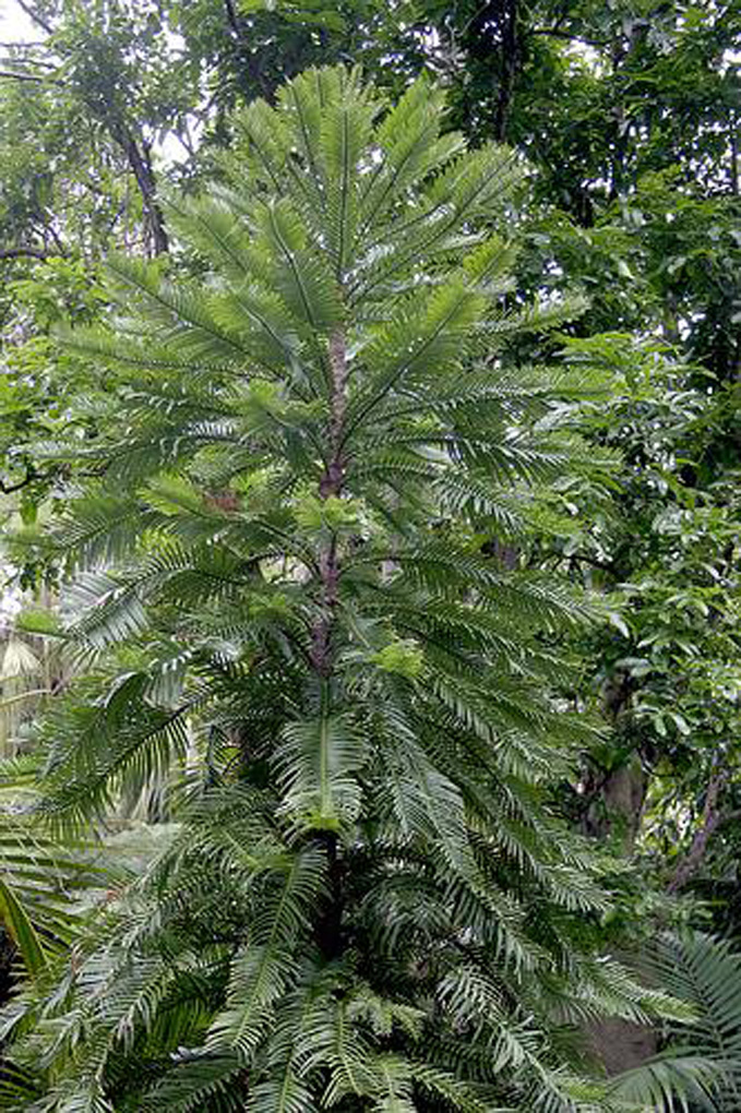 Emidio Civitillo - Cusano Mutri (BN): L’ARAUCARIA, l’albero dei dinosauri.