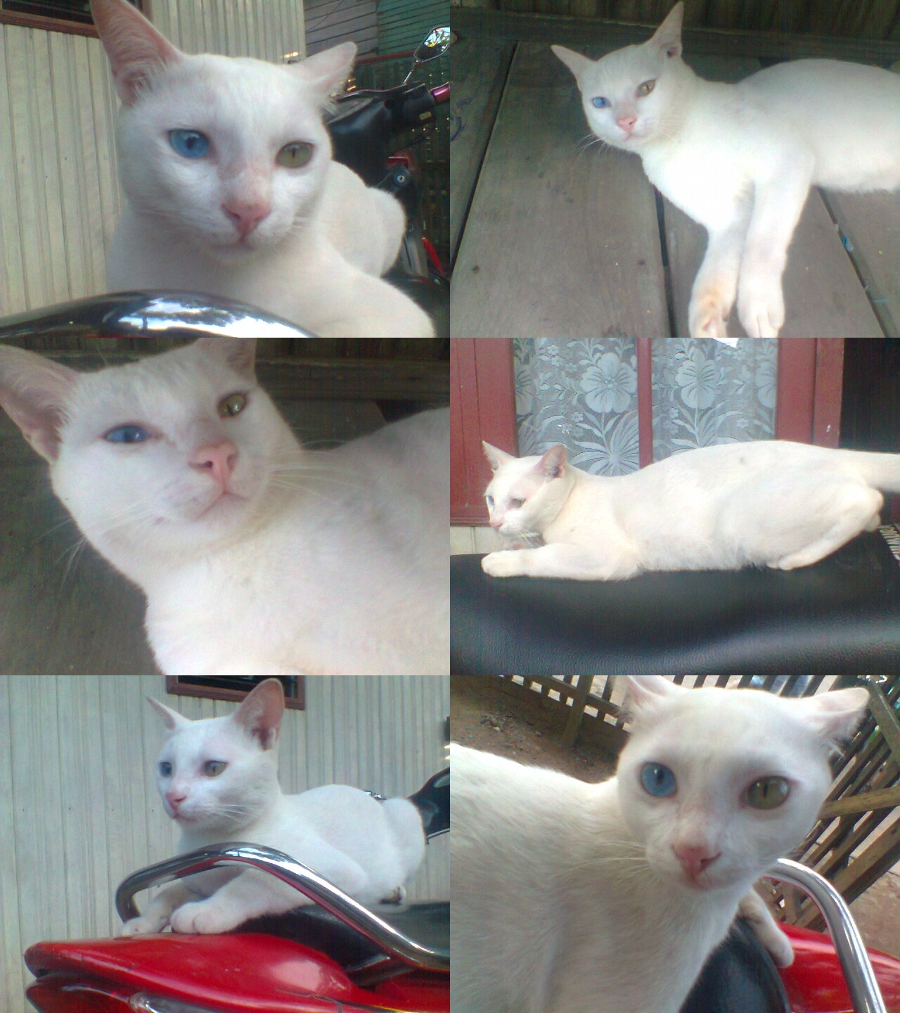 Wallpaper Kucing Odd Eye Lengkap