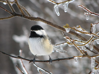 the daily bird New England: Signs of Spring – Chickadee spring call