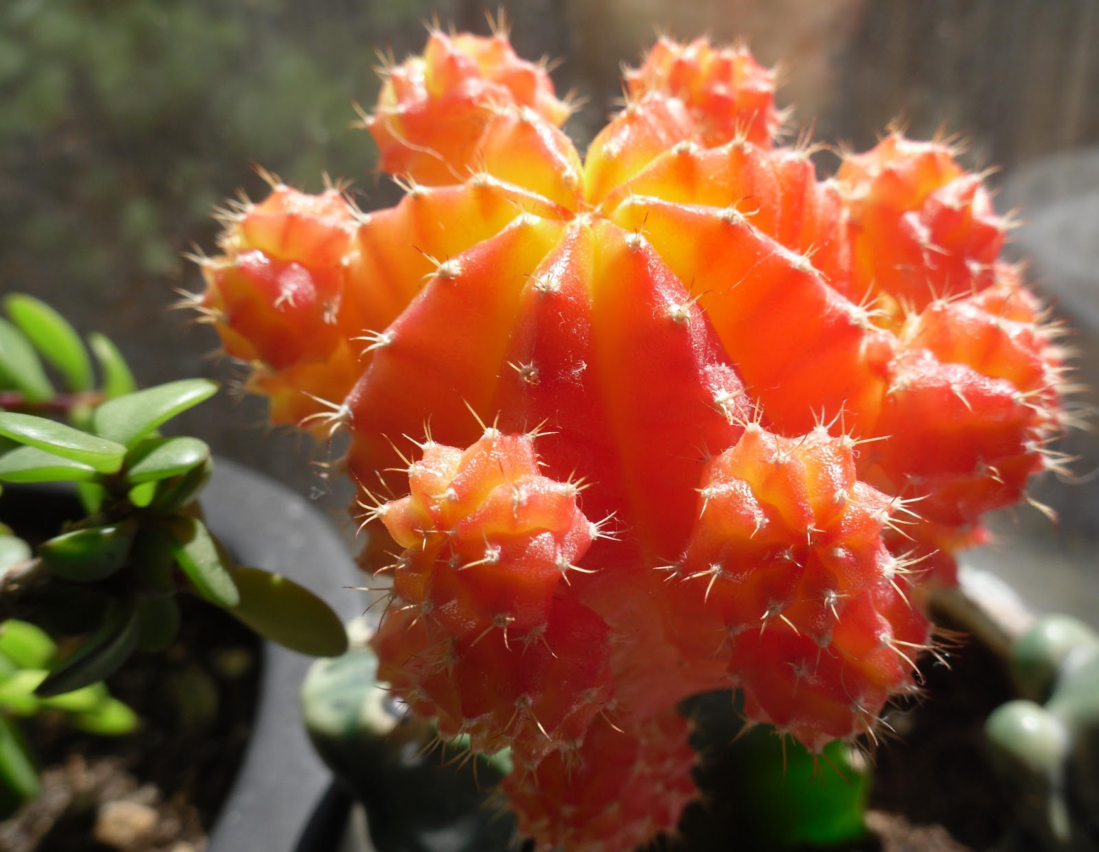 Life is Good!: Orange Cactus Plant. 10 years old. Waiting for it to ...