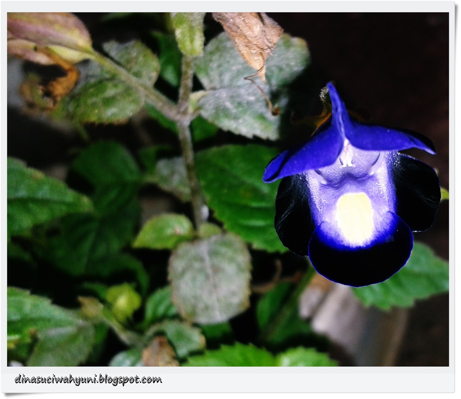 JENIS DAN NAMA - NAMA BUNGA (TANAMAN HIAS " BUNGA CANTIK") | JDSK