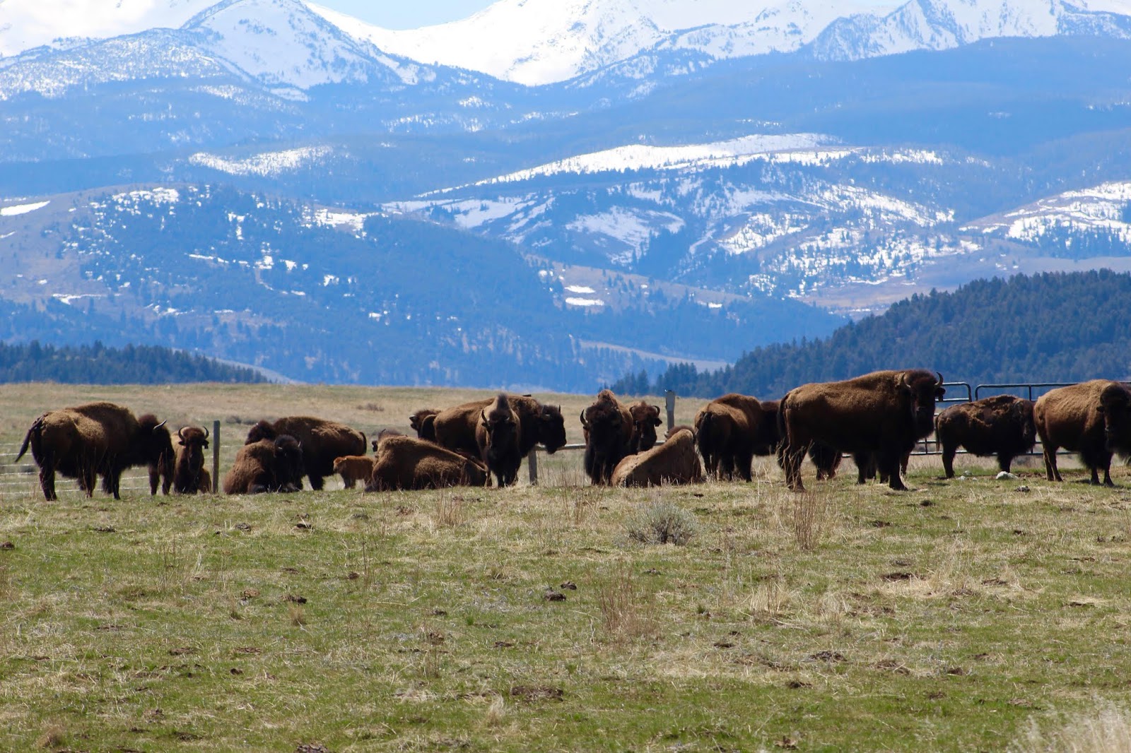 #LEAD2BigSky Day 6: Flying D Ranch and Environmental Agriculture