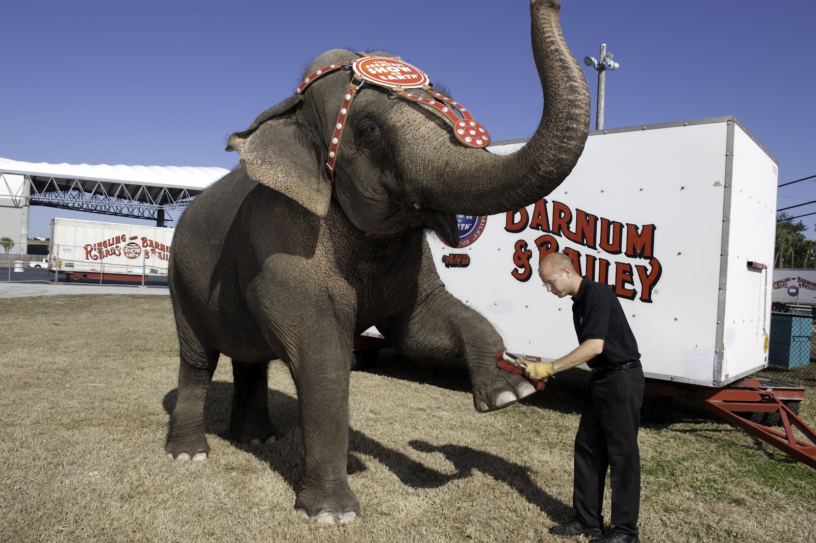 From @BalancingMama: The circus is in town!