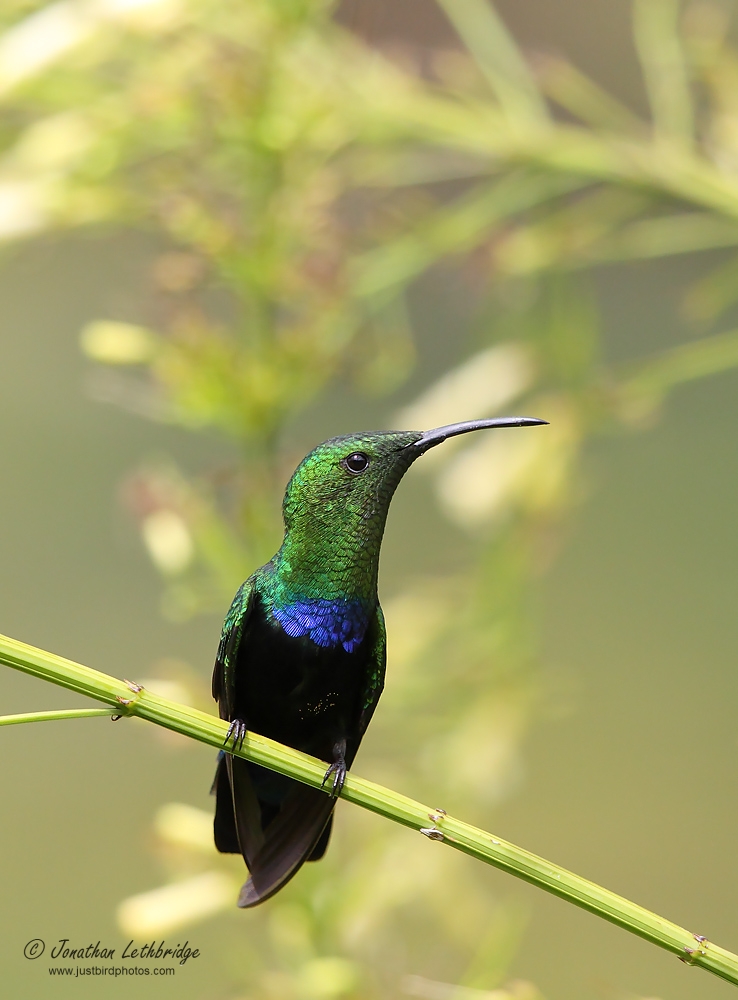 Wanstead Birder: St Lucia Hummingbirds