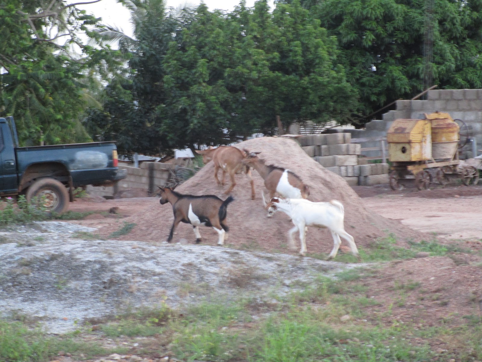 The Sewing Goatherd: A Split Skirt For Chasing Goats