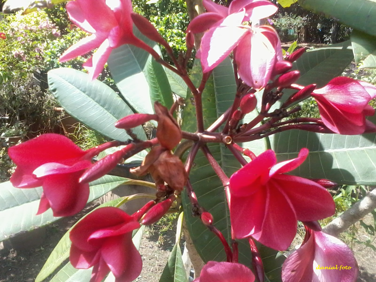 DS CoLLecTioN: Bunga Kemboja Kubur