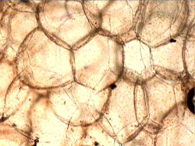 botanica: ORGANELAS CELULARES