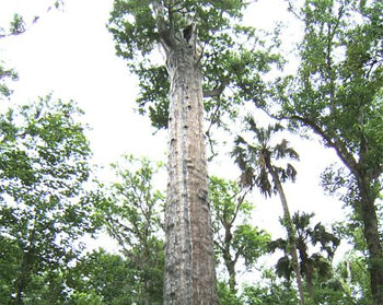 Top 5 World's Longest living trees - ENTERTAINMENT