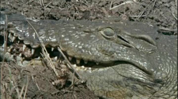 Women in Cellblock 9 (1978) | Scorethefilm's Movie Blog