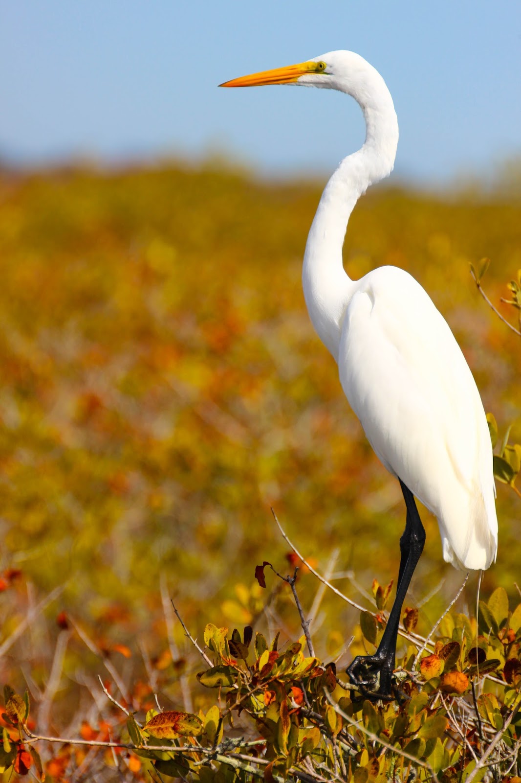 Cannundrums: Great Egret