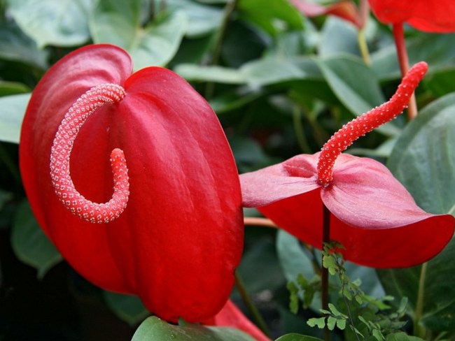 Kreasi Bunga Sabun: Bunga Anthurium