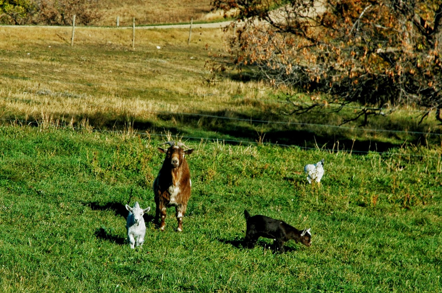 The Barn Hunter: Barn Hunting Buddies
