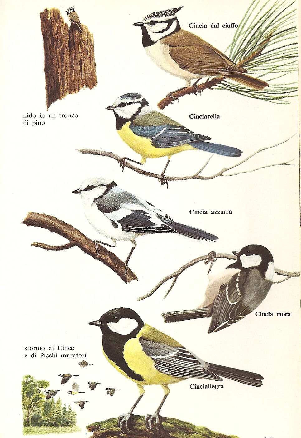 La voliera senza sbarre: Come riconoscere le cincie - Cinciallegra ...
