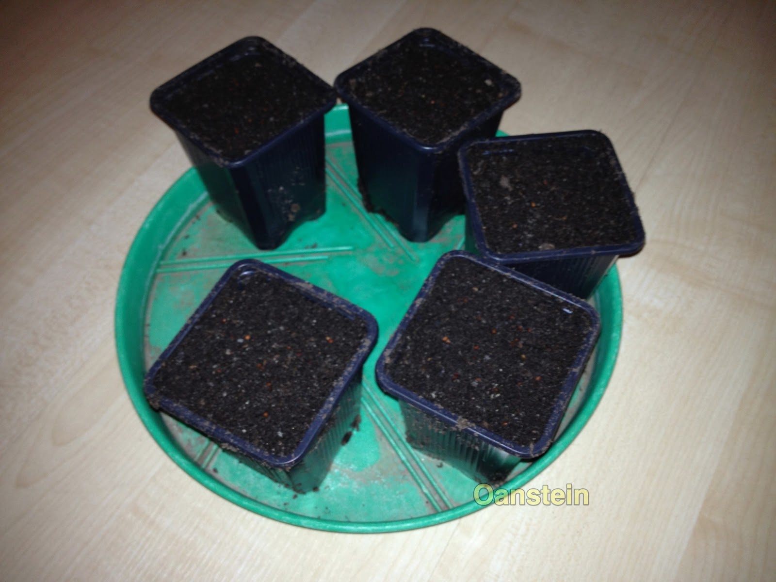 Oanstein: Anbau von Cystus - Zistrosen - Cistus incanus ssp. tauricus