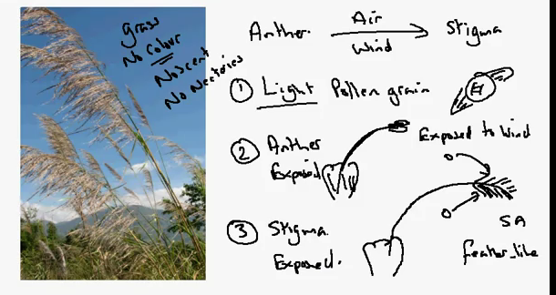Numob's Biology: 3.3b - Wind Pollination