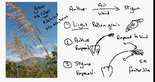 Numob's Biology: 3.3b - Wind Pollination