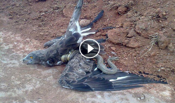 Eagle Attack Snake Real - super newshk