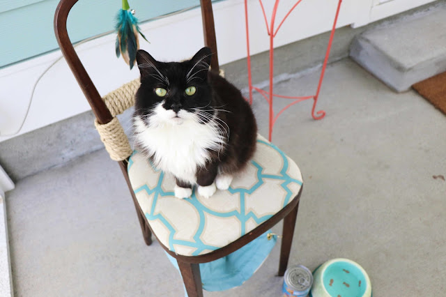 borrowed heaven: DIY Cat Hammock Chair