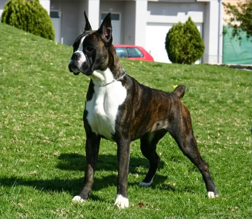 De Boxers...: El carácter del Bóxer