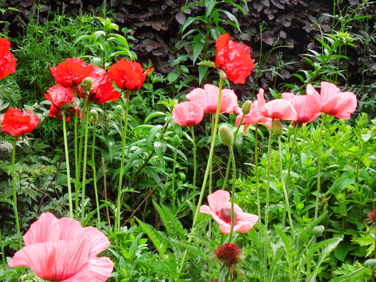 gillyflower: Marle Place Gardens in Kent