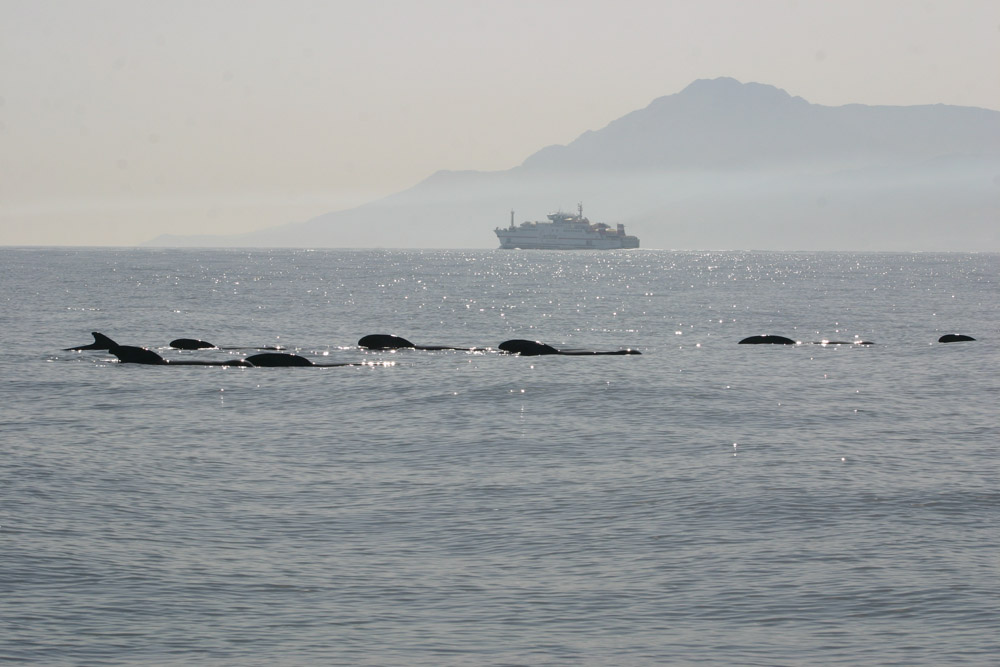 Delfines, ballenas y orcas en Tarifa: Ballena Piloto (Calderón) en el ...