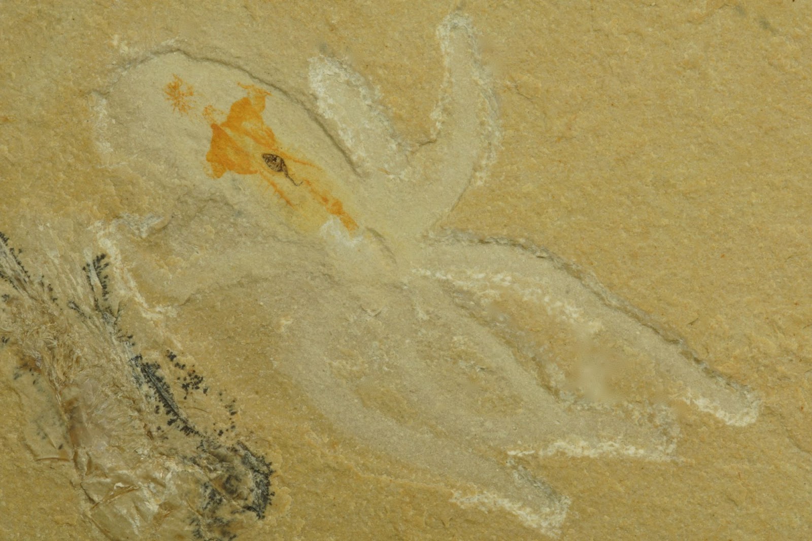 Spectacular Images of Ancient Life