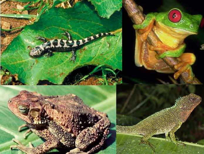 Anfíbios, Ecologia e Classificação dos Anfíbios - Enciclopédia Global™