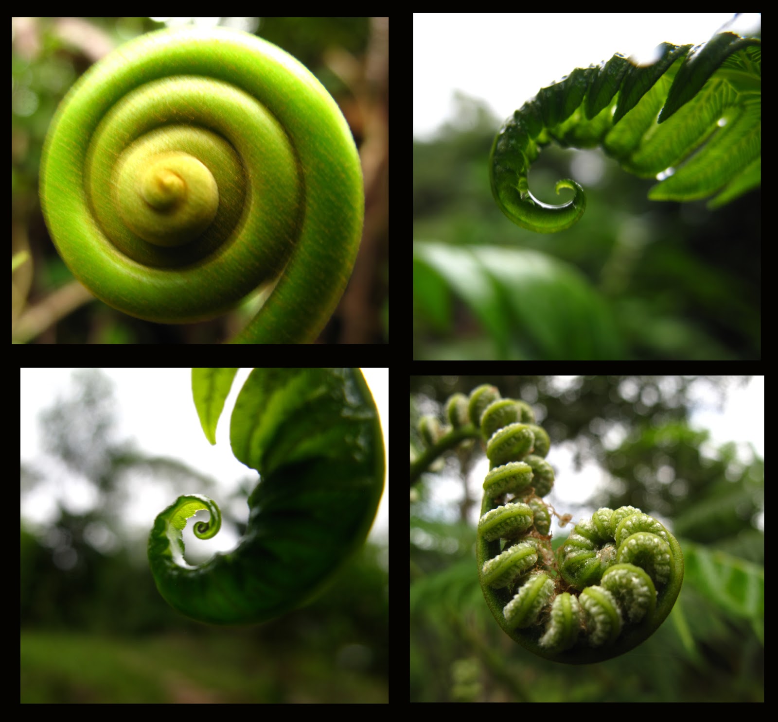 El Taraumara. Entre bicis, montañas y una finca: Ashanga Chakra