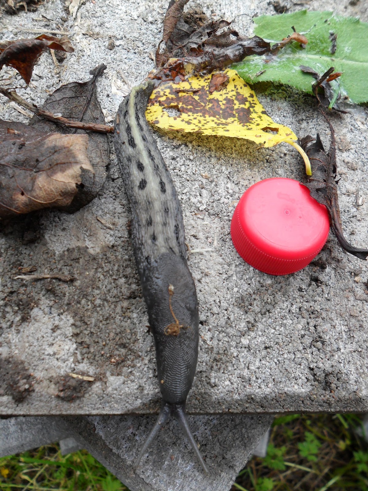 Erikasmäen Torppari: Ukkoetana (Limax cinereoniger)