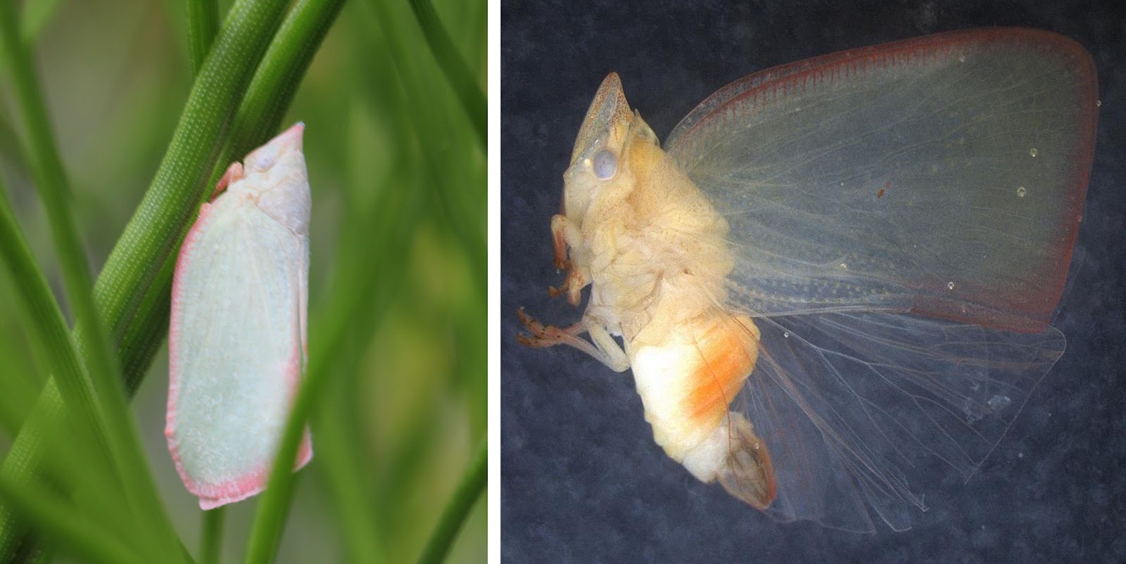 Bonsai Skosh: Pest of the month: The Mango Plant Hopper