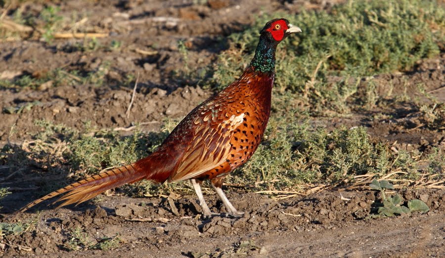 Aves por España: Faisán vulgar (Phasianus colchicus)