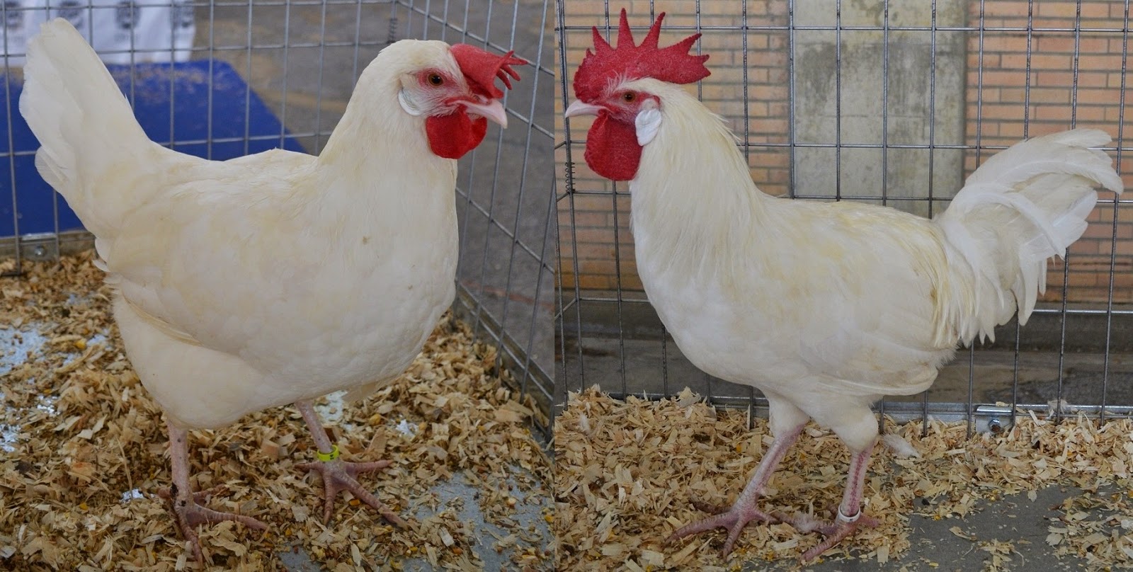 De España hasta los cantares: La gallina utrerana