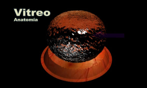 Clínica Yoma Oftalmologia Mendoza: ANATOMÍA DEL VÍTREO