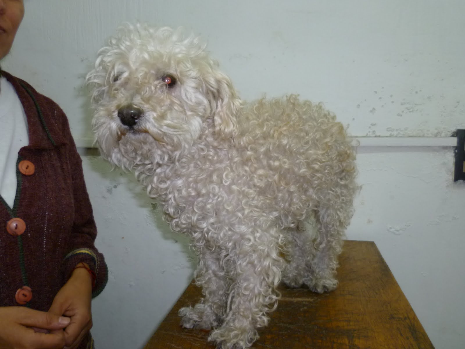 Animales extraviados (Puebla, México): PERRITO EXTRAVIADO HA SIDO ADOPTADO