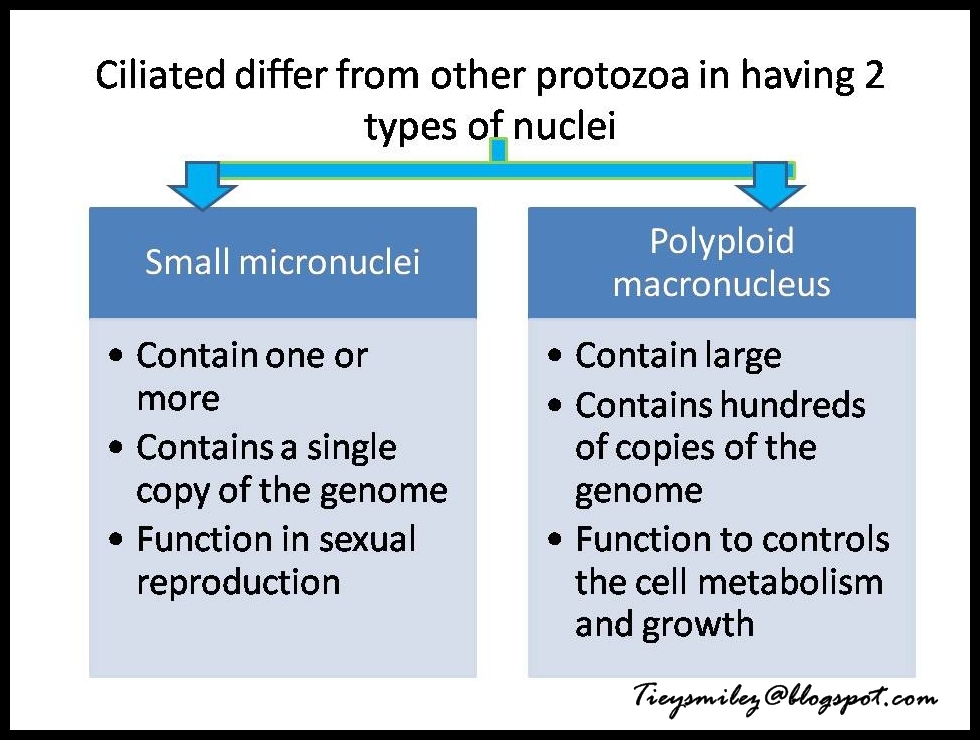 Smiles in My Life: Ciliates