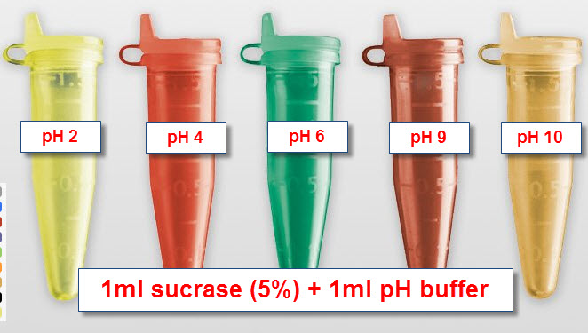 Buffer Effects On Enzyme Activity - loadingdude