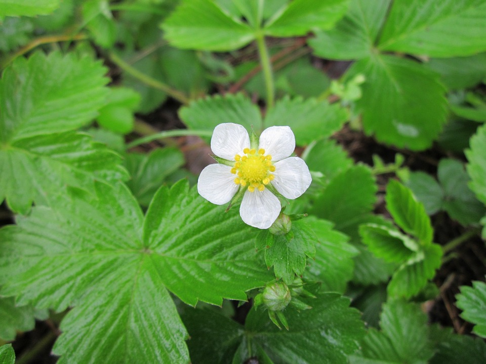 Fragaria «frutilla» «fresa» - Id Plantae