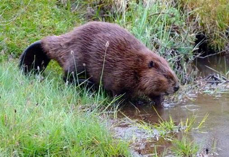 Los castores arrasan con Tierra del Fuego al construir miles de diques